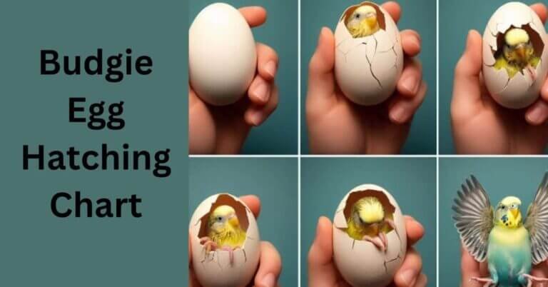 Budgie Egg Hatching Chart Explained – Birds Area