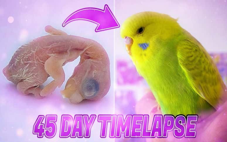 Budgie Egg Hatching Chart Explained | Shared My Experiences