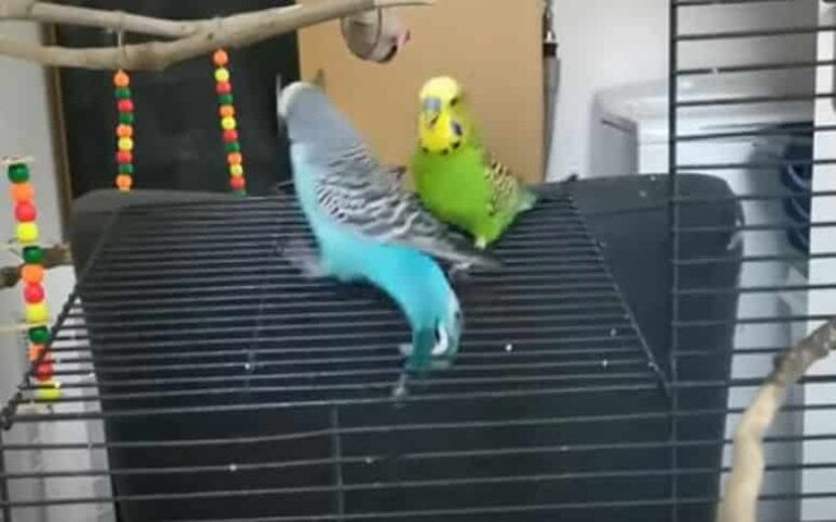Budgie Room Temperature – Birds Area