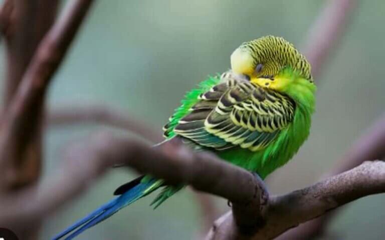 Why Do Budgies Fall Off Their Perch? 10 Reasons | Solutions