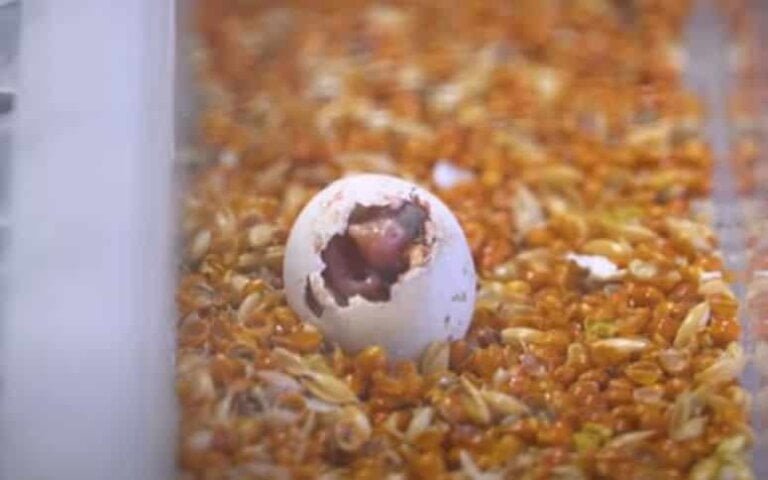 The Dead Budgie Egg Riddle Solved