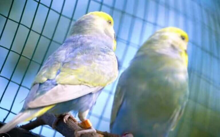 Why My Budgie Poop is Watery? – Birds Area