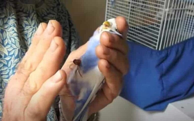 How Long Can A Budgie Live With A Tumor? Tips For Longevity