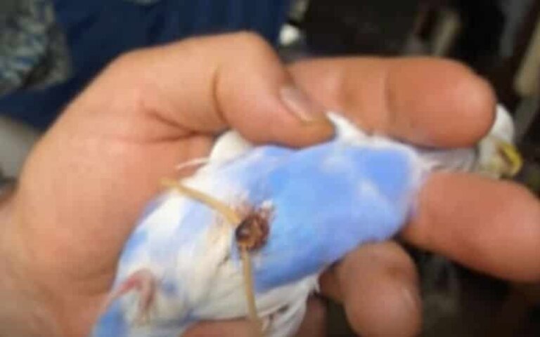 How Long Can A Budgie Live With A Tumor? Tips For Longevity
