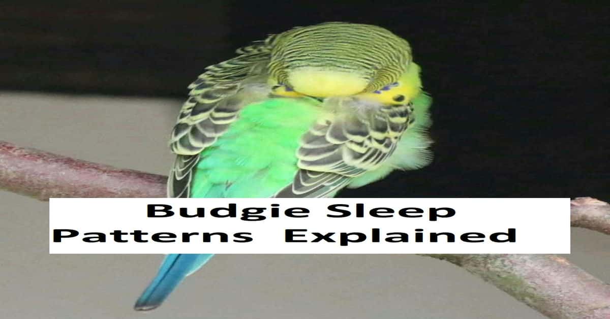 Yes, Budgie Daytime Sleep | Normal Or Concerning? { 2025}