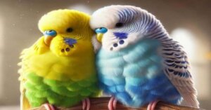 Why Do Budgies Puff Up? – Birds Area