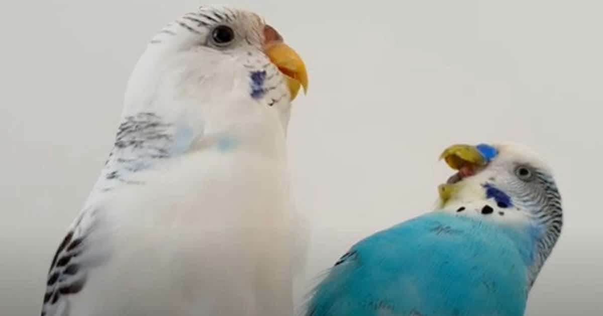 Will 2 Male Budgies Fight? Learn How To Prevent It {2026}
