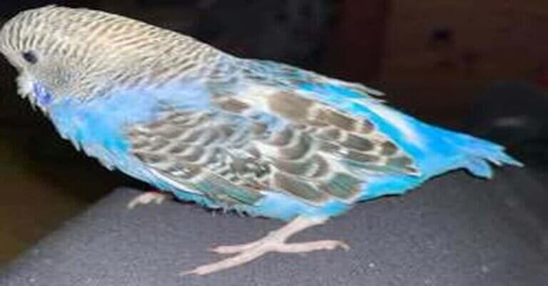 What Is An Abnormal Behavior In Budgies? {10 Warning Signs}