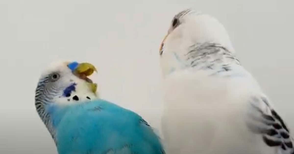 Will 2 Male Budgies Fight? Learn How To Prevent It {2026}