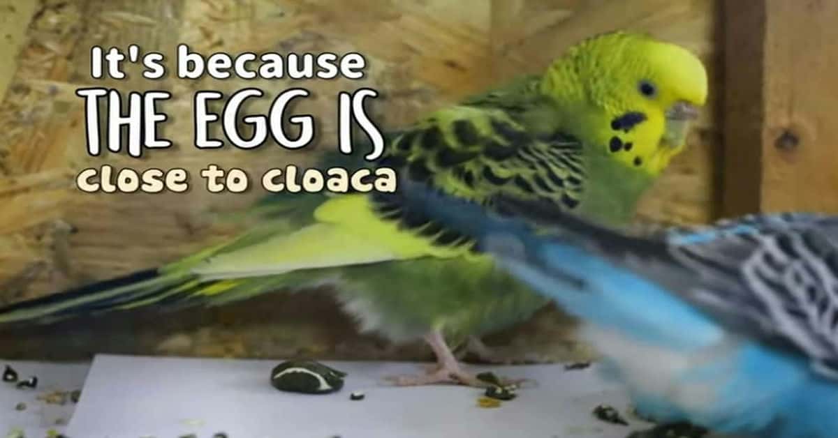 6 Main Cause Of Why Is My Budgies Poop Thick | Vet Tips 2026