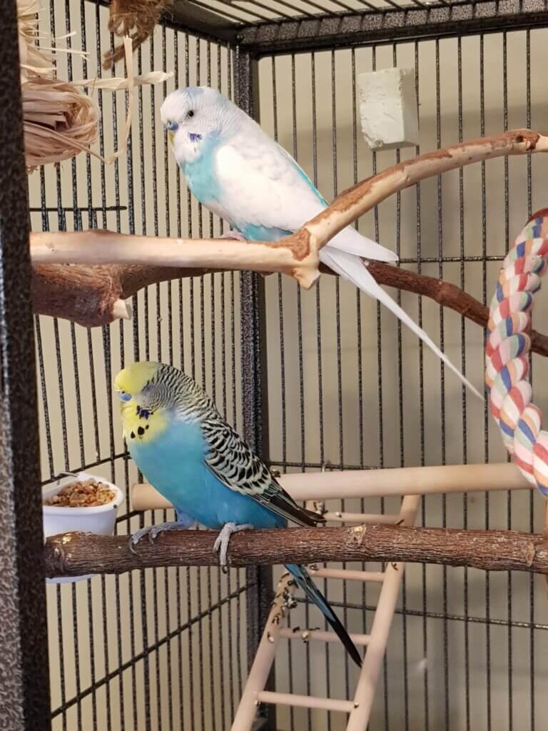 How Can You Tell If Your Budgie Is Overweight: Vital Signs to Watch ...