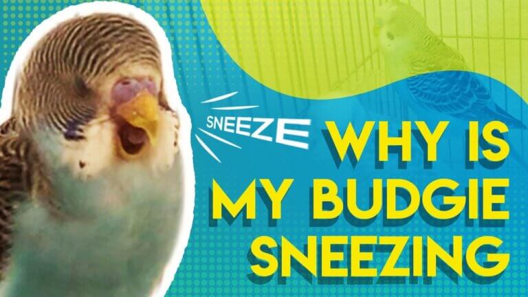 10 Popular Budgie Bird Types: A Comprehensive Guide – Birds Area