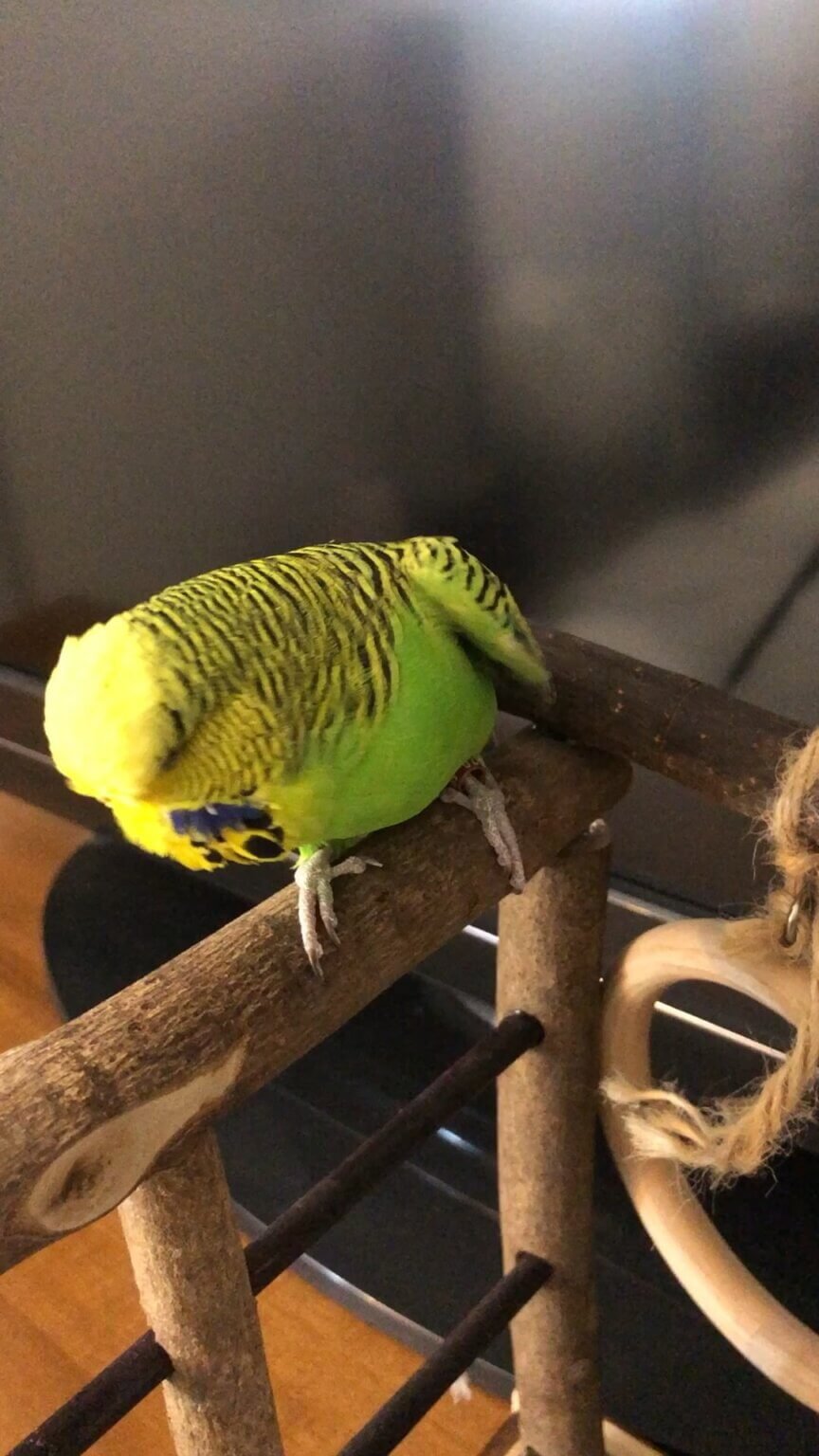 Why Is My Budgie Shivering? Causes And Solutions