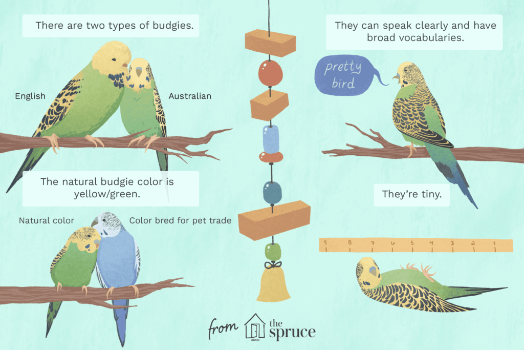 How Can You Tell If Your Budgie Is Overweight: Vital Signs to Watch ...